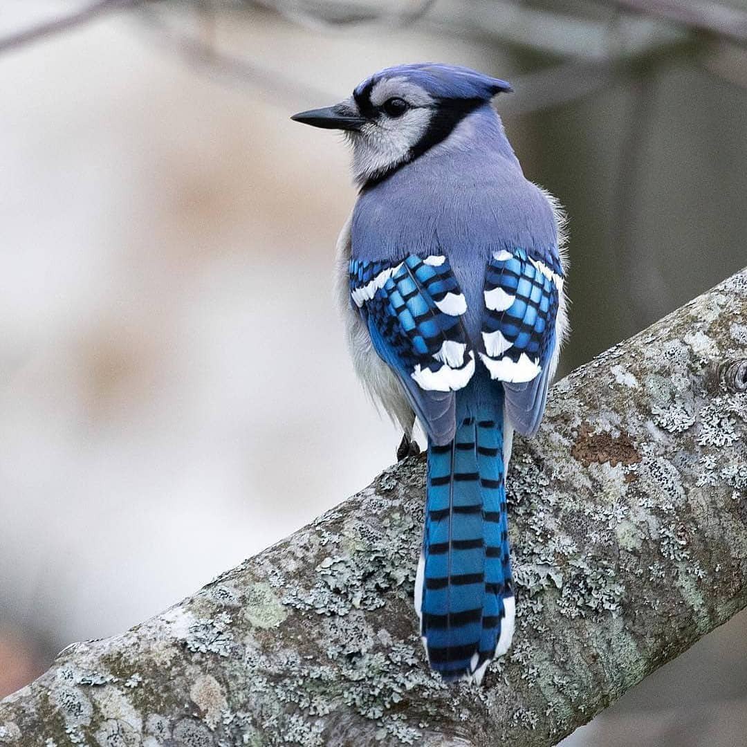 Galería de aves coloridas 1 - @El conocimiento es libre ⌐ _ )