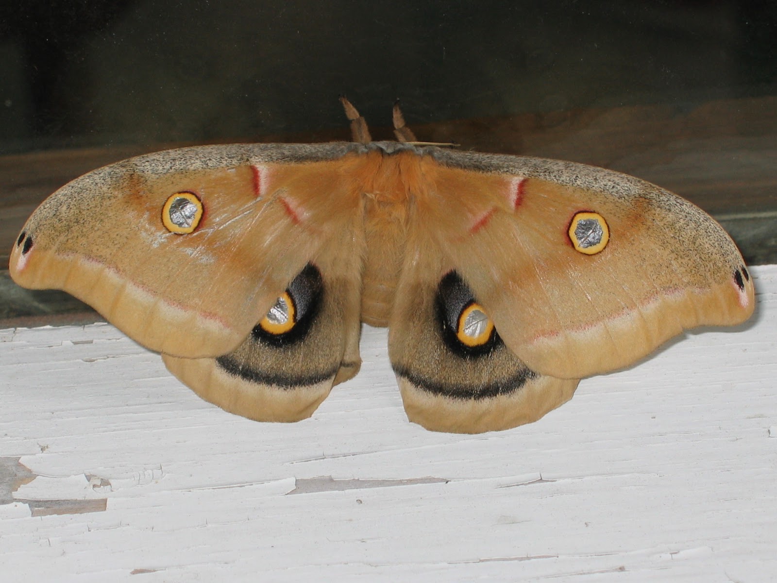 Appalachian Mountain Club Nature Notes: Mythic Moths