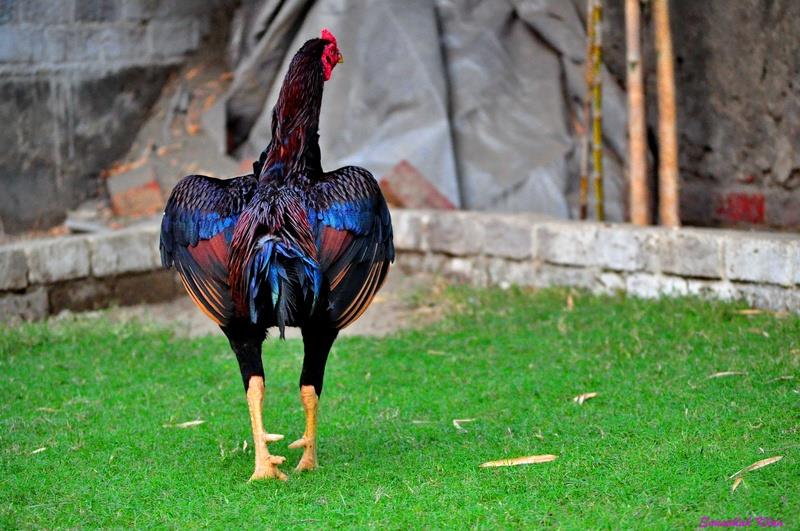 Aseel Photos - 10 Beautiful Asil Photos | Raja Asil