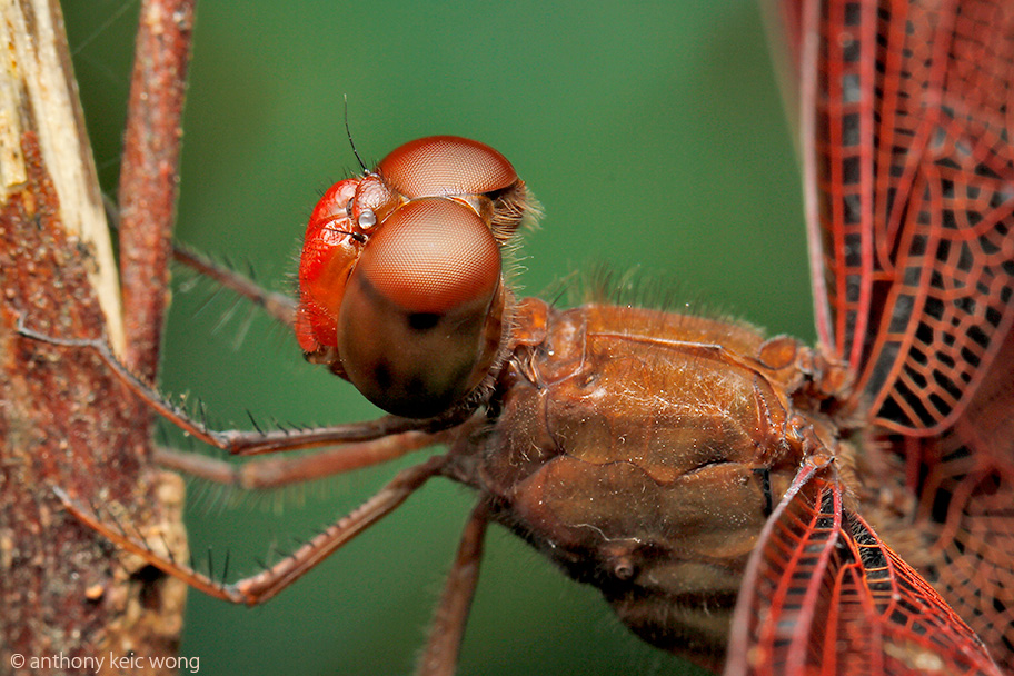 Macro Photography: Red Dragonfly, Neurothemis sp (Libellulidae)