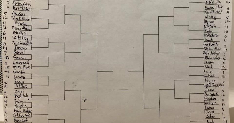 Junior's Brackets: African Animals Bracket