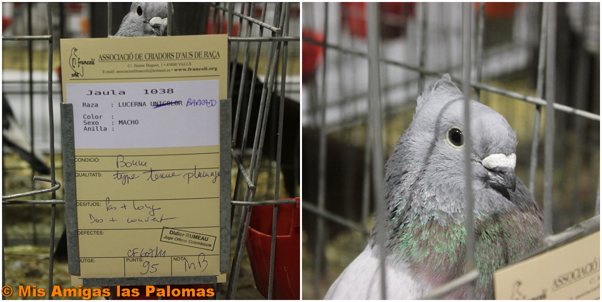 Mis amigas las palomas: Fotos palomas de raza