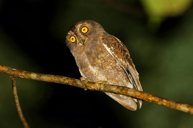 10 Jenis Burung Hantu Celepuk yang hidup di Indonesia | Burung Gue