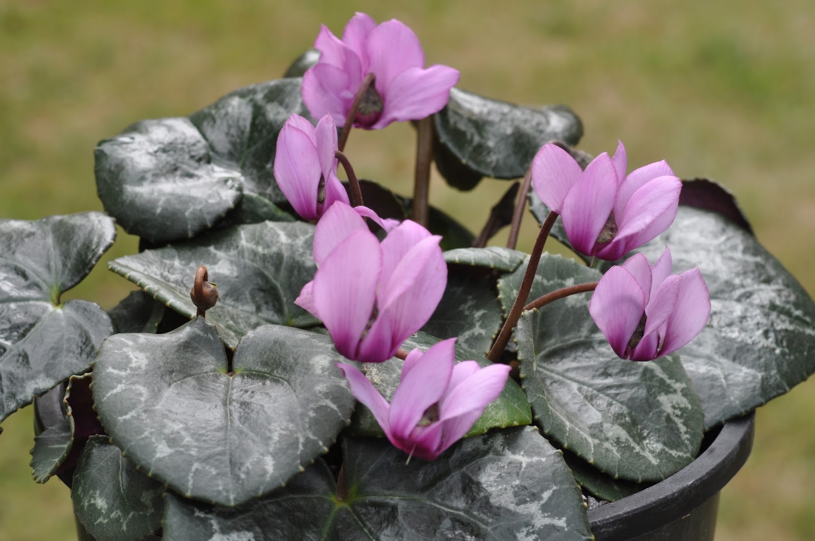 Alpine Garden Society Victorian Group: Flowering Summer Plants Cyclamen ...