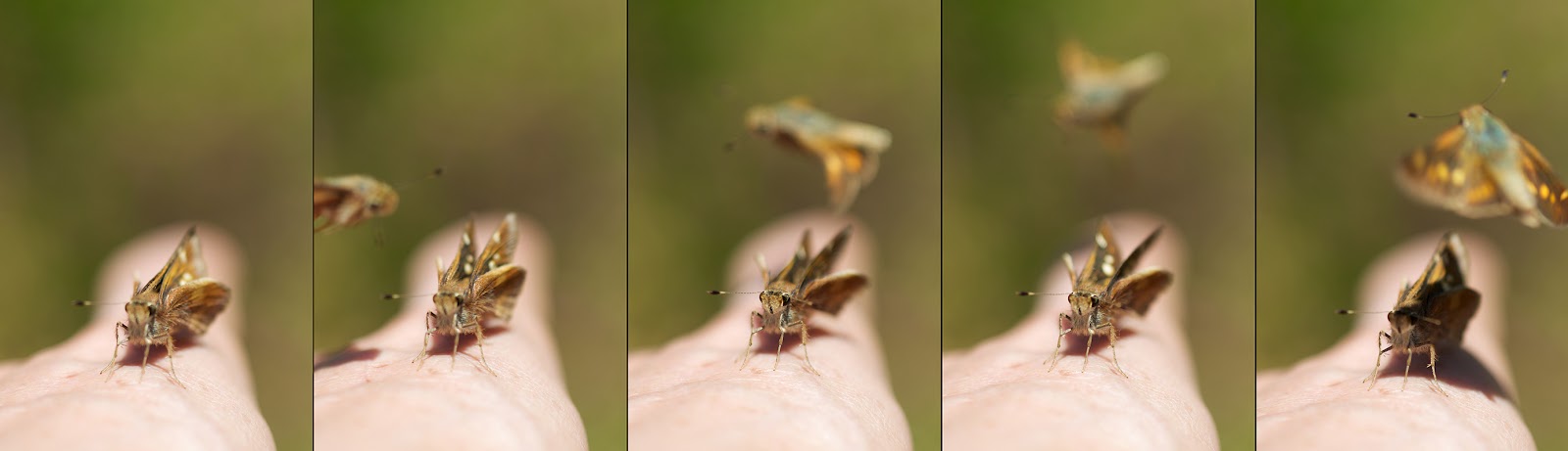 Archie's Garden: Fluttering Things