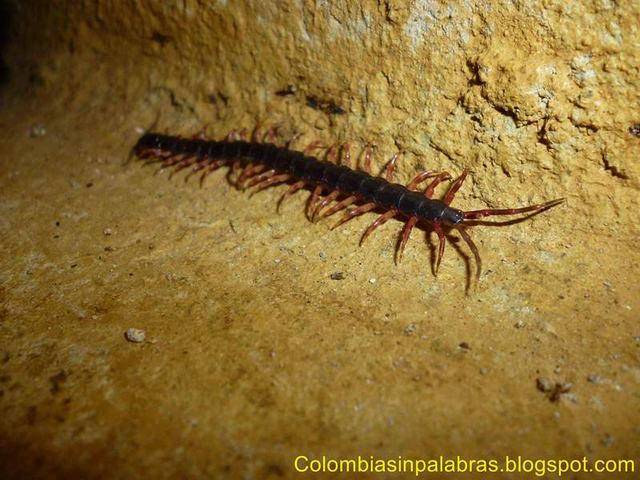 Imagen de cien pies - Imagui