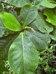 Terminalia Catappa ~ Scientists Biology