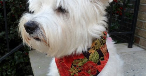 Keli's Korner ~ The Westie and The Wauzer