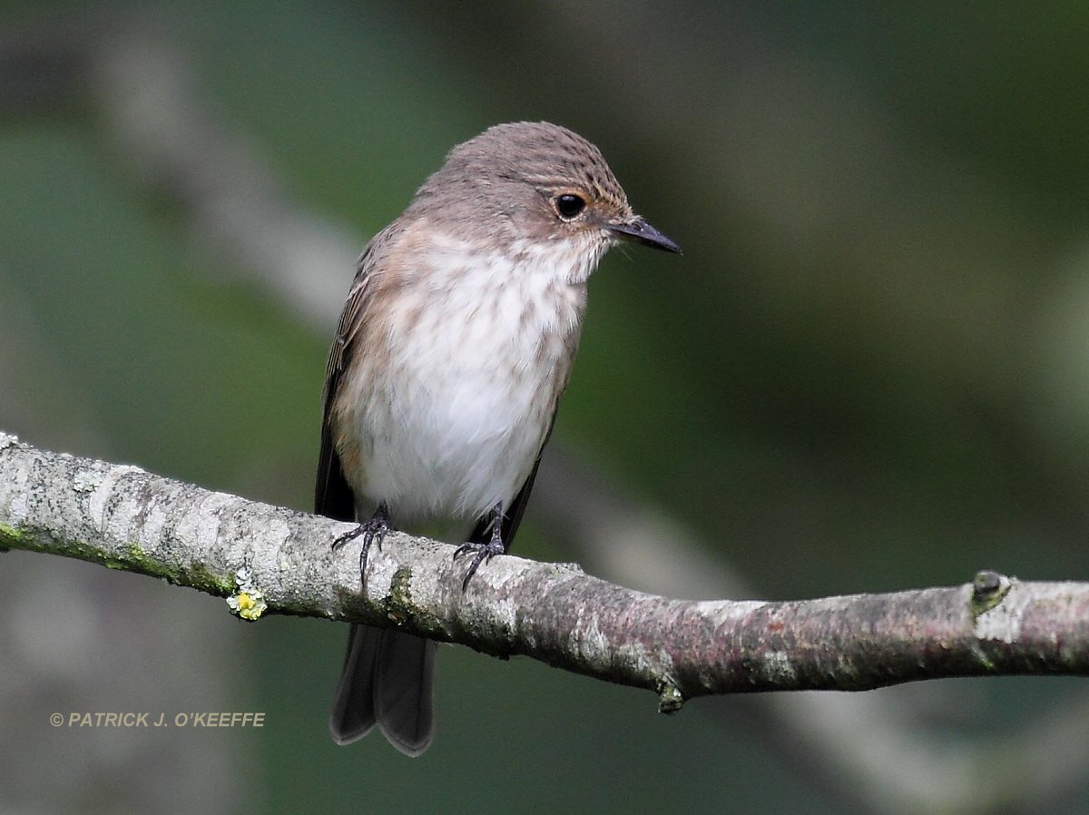 Raw Birds: Spotted Flycatcher