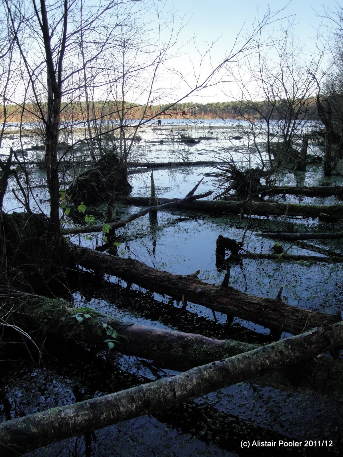 Alistair's Walks: A Circuit of Blakemere Moss