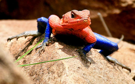 Spider-man's Lizard Look-Alike Stirs Web and Pet Buzz ~ Kernel's Corner