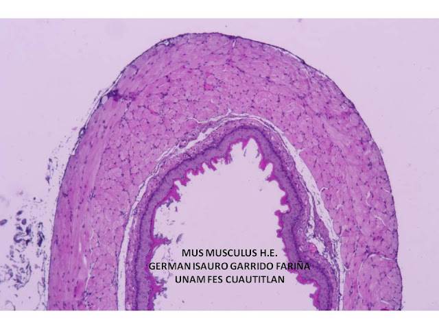 Morfologia e histologia de raton (Mus musculus): MORFOLOGIA E ...