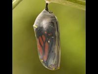 Fase Kepompong ~ My Workshop