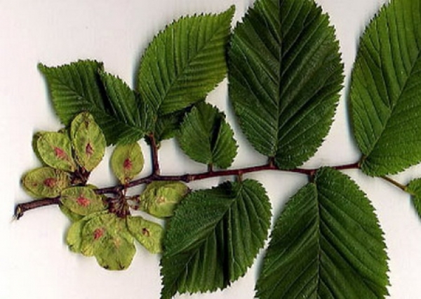 Medicina naturii: Arbori