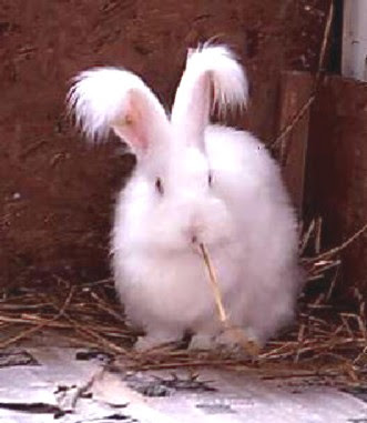 TheMokaExpress: The Angora Rabbit