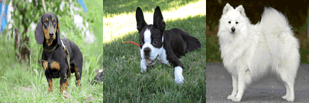 Dog Breeds Under 30 Pounds: 14 Dog breeds under 30 pounds and over 25 ...