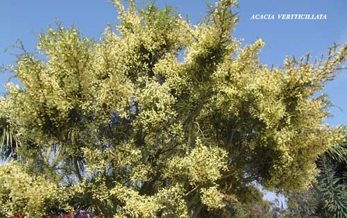 Tarım Siteniz: Akasya Ağaçları (Acacia Trees)