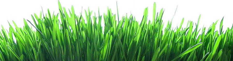 ZDRAV PLANET: JEČMENOVA TRAVA