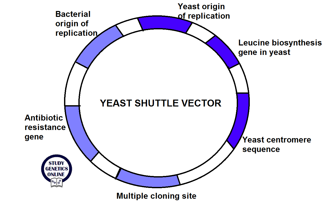 Study Genetics Online: Shuttle vectors