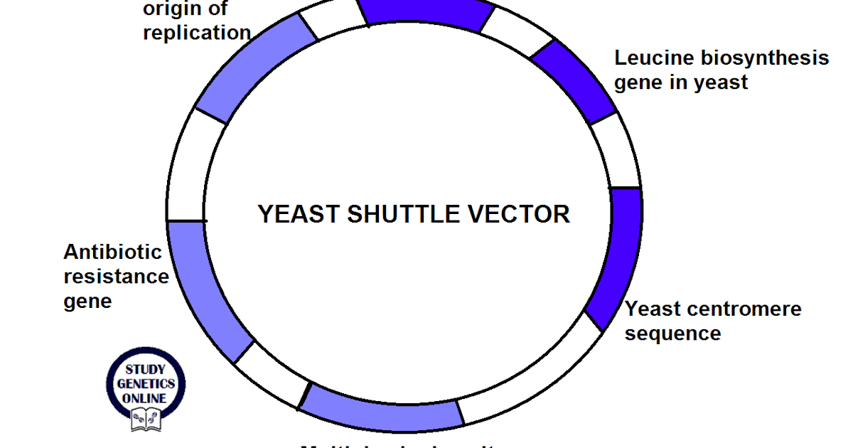 Study Genetics Online: Shuttle vectors