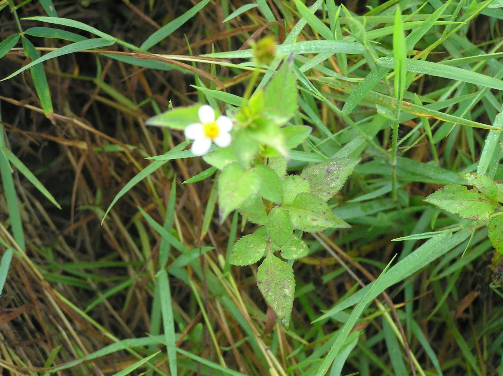 Earth on the Wing: Flowers of Rwanda