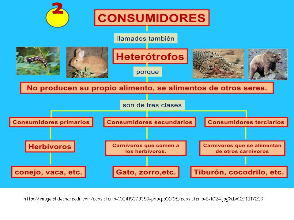 MI ENTORNO: UN ECOSISTEMA VIVIENTE: RED TROFICA