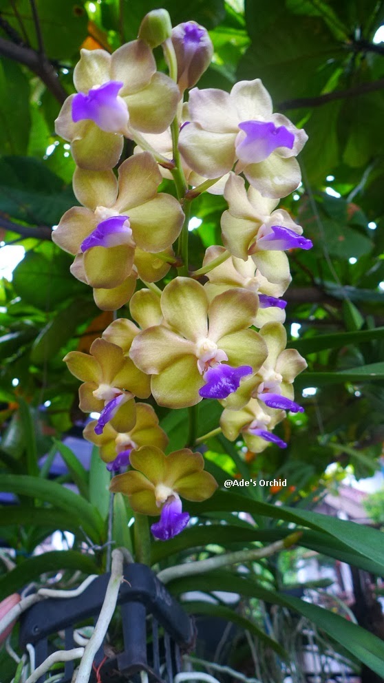 Ade's Orchid: Vanda Denisoniana Lidah Ungu