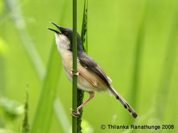 Gambar macam-macam Ciblek | Info Burung Kicauan