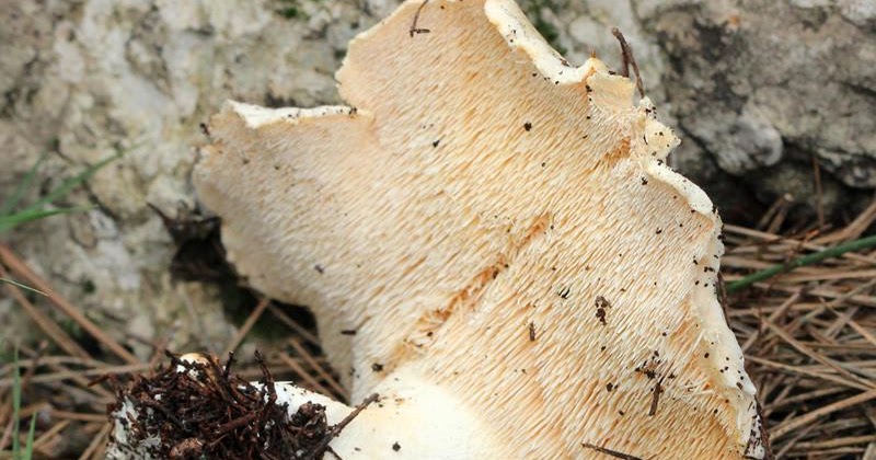 Menuda Natura: Hydnum repandum L.