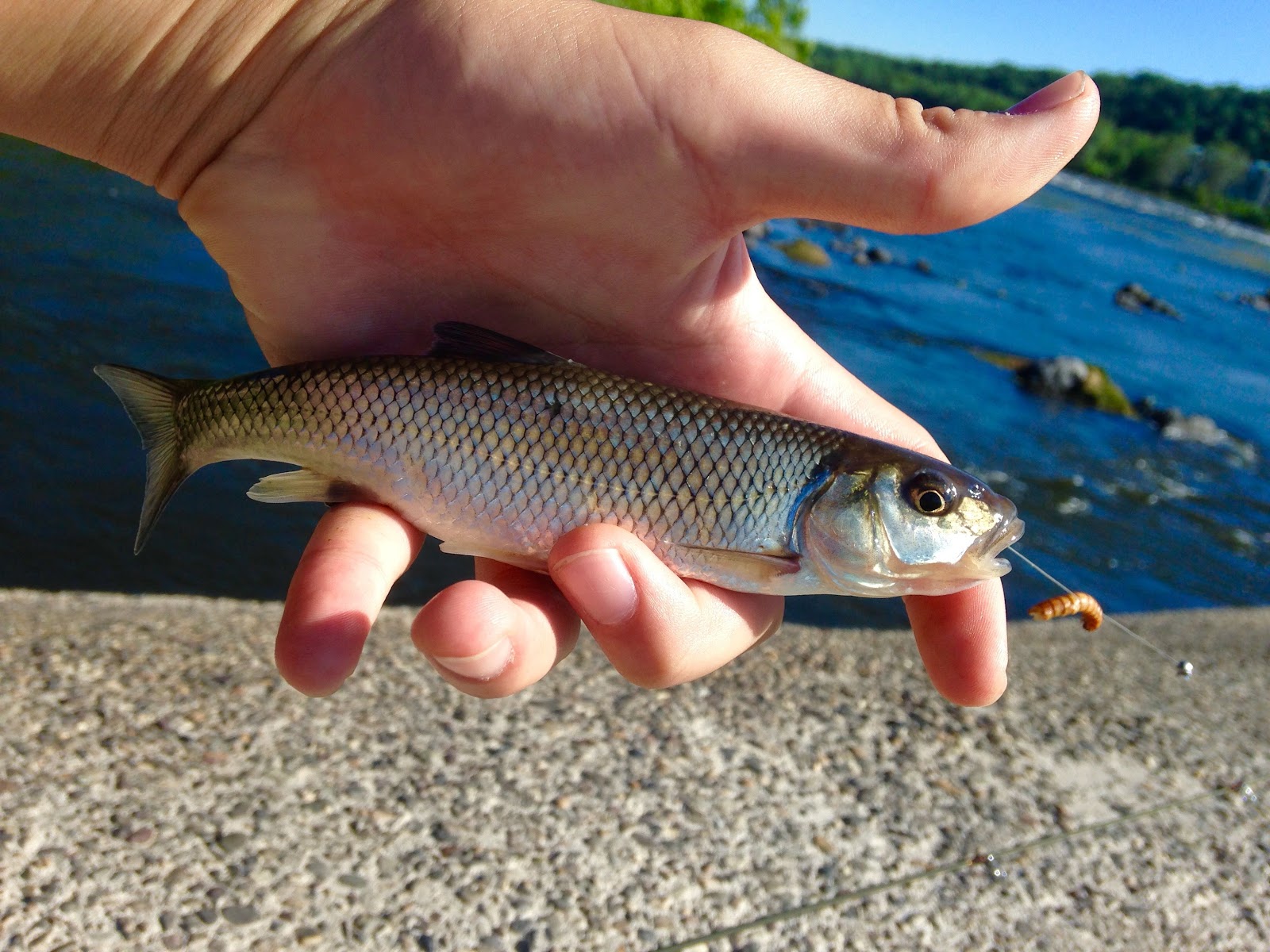 Bass on the Golf Course: In Search of Fallfish and Stripers