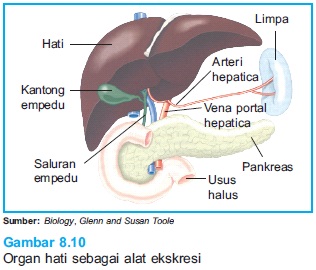 Blogg Wahyu: Sistem Ekskresi pada Manusia