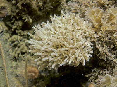 Variety of Life: Calcarea