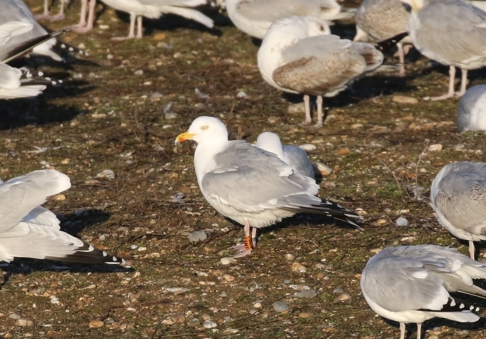 PLODDINGBIRDER: Afternoon Gull Roost!