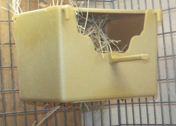 pasari-exotice.blogspot.com: Cinteza australiana zebrata (Zebra Finch)