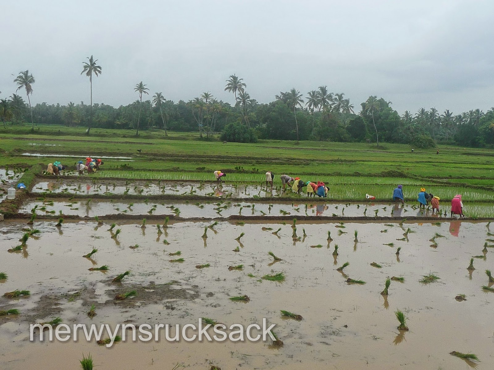 Goa - Farming the Fields | The journey of a thousand miles begins with ...