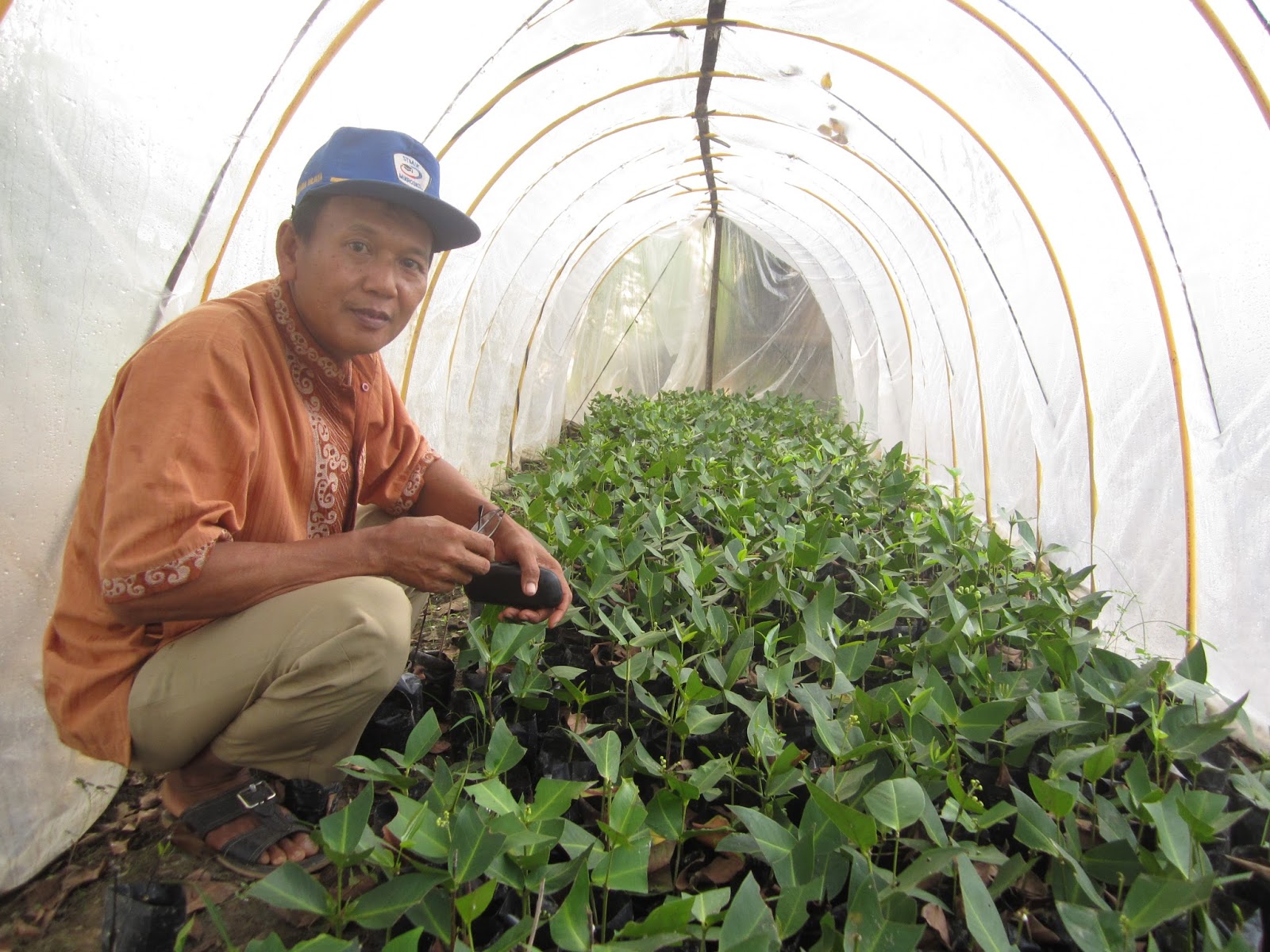 Jambu: Jambu Air Madu Giok
