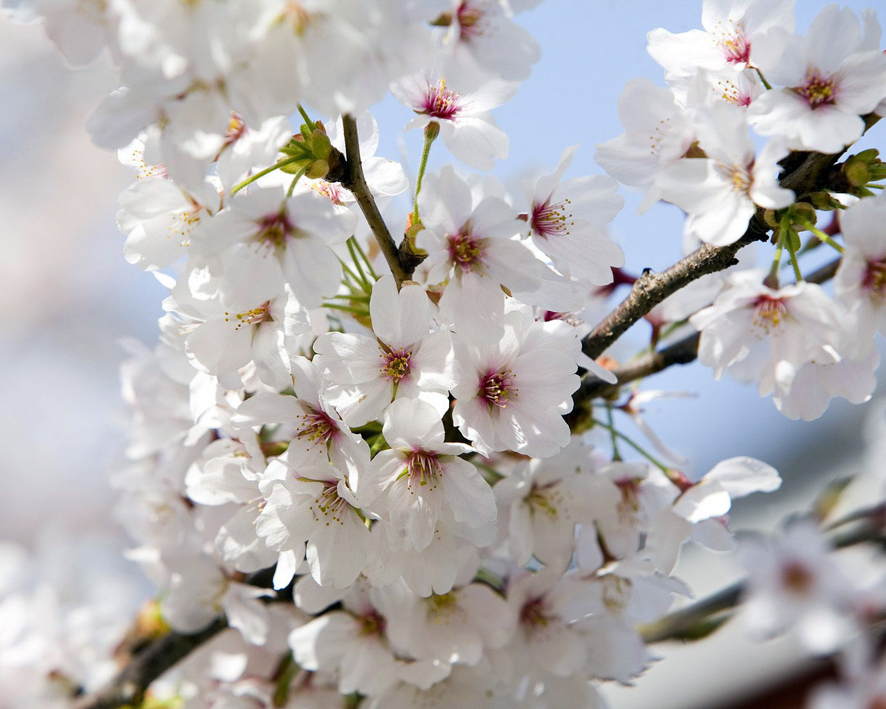 Primăvara – bucuria noastră | Greenly Magazine