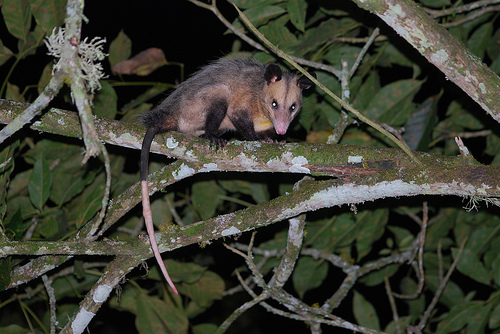 ECOSISTEMAS DE COSTA RICA: PARQUE NACIONAL MARINO LAS BAULAS DE GUANACASTE