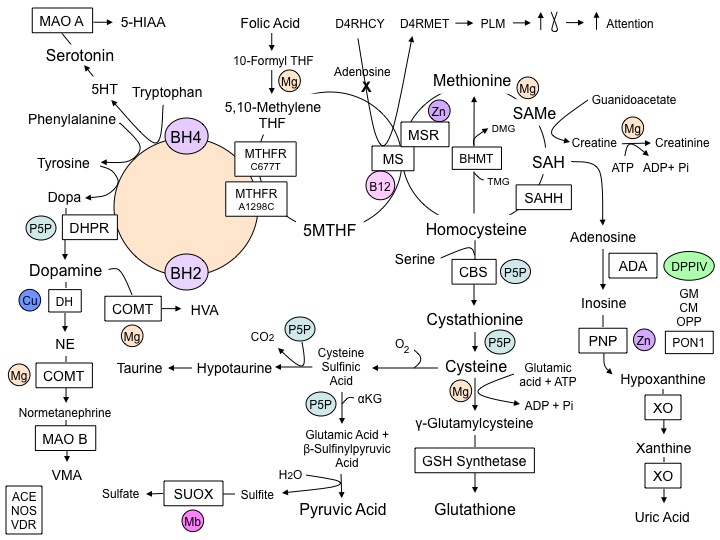 The Methylation Connection