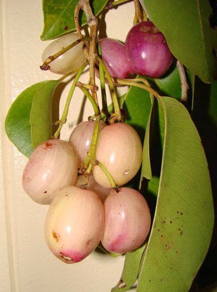 Duwet (Jamblang), Buah Langka yang Memiliki Sejuta Khasiat. - HEALTH