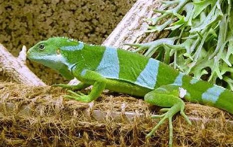 Tongan Tropical Moist Forests: Endangered Species