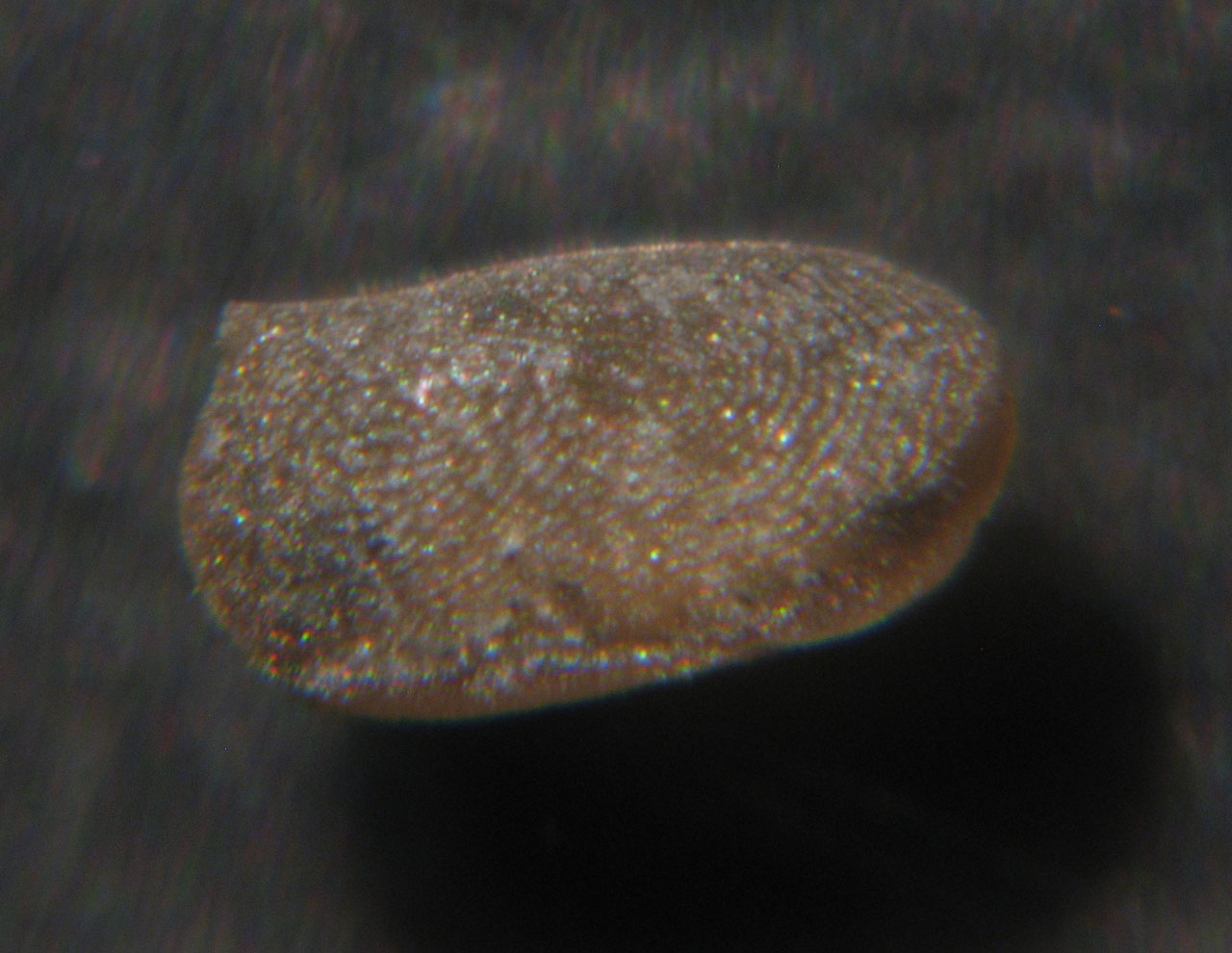 Views of the Mahantango: Quasillites concentricus? Ostracod from the ...