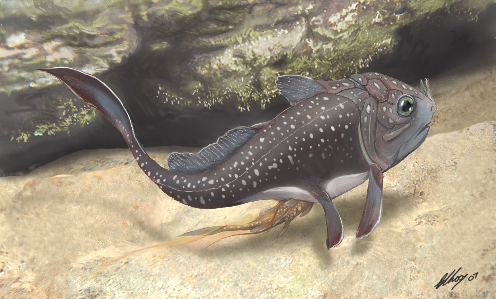 Species New to Science: [PaleoIchthyology • 2008] Materpiscis ...