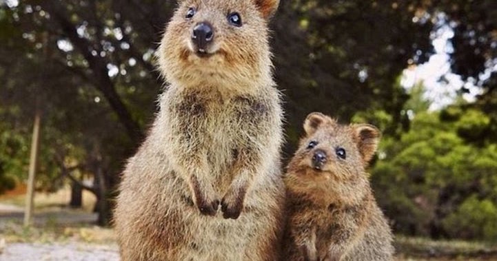 Searching for Ithaka: Quokka is a Lovely Animal plus One Which Isn't ...