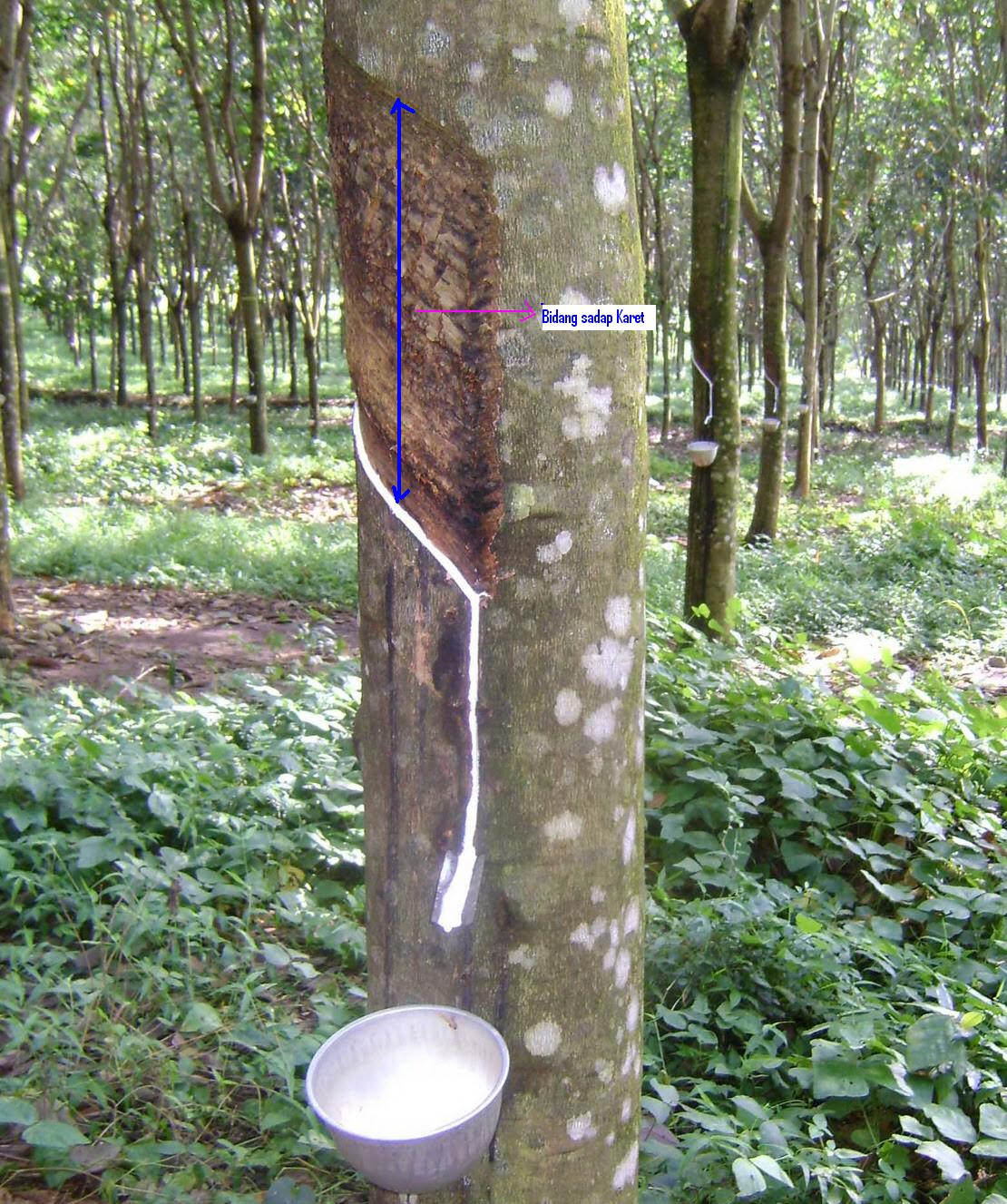 MANFAAT TUMBUHAN KARET - Berbagi Ilmu Berbagi Pengetahuan