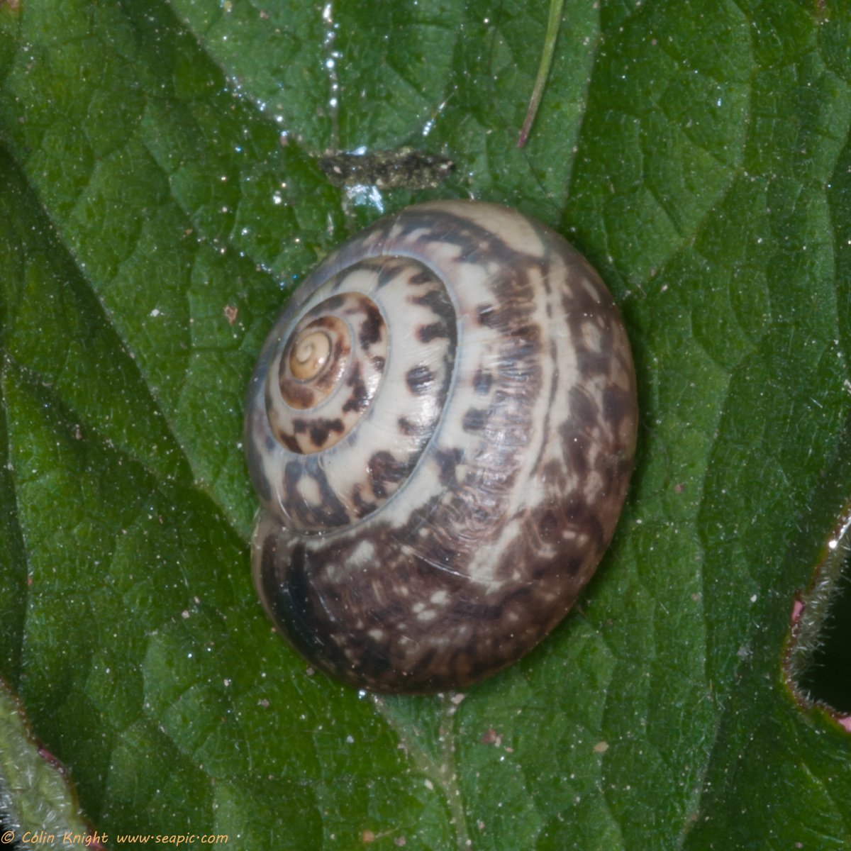 Postcards from Sussex: Butterflies, moths, orchids and a biopsy