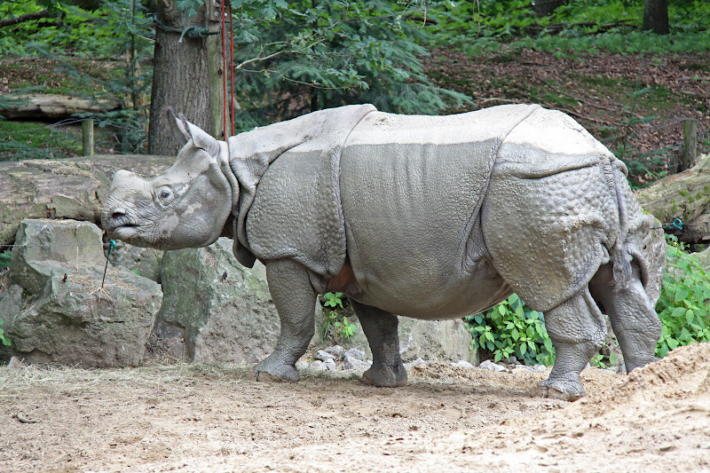 Dommelvos Natuurfotografie: Neushoorns - De prijs van de hoorn