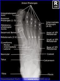 About Radiology: Teknik Radiografi Pedis