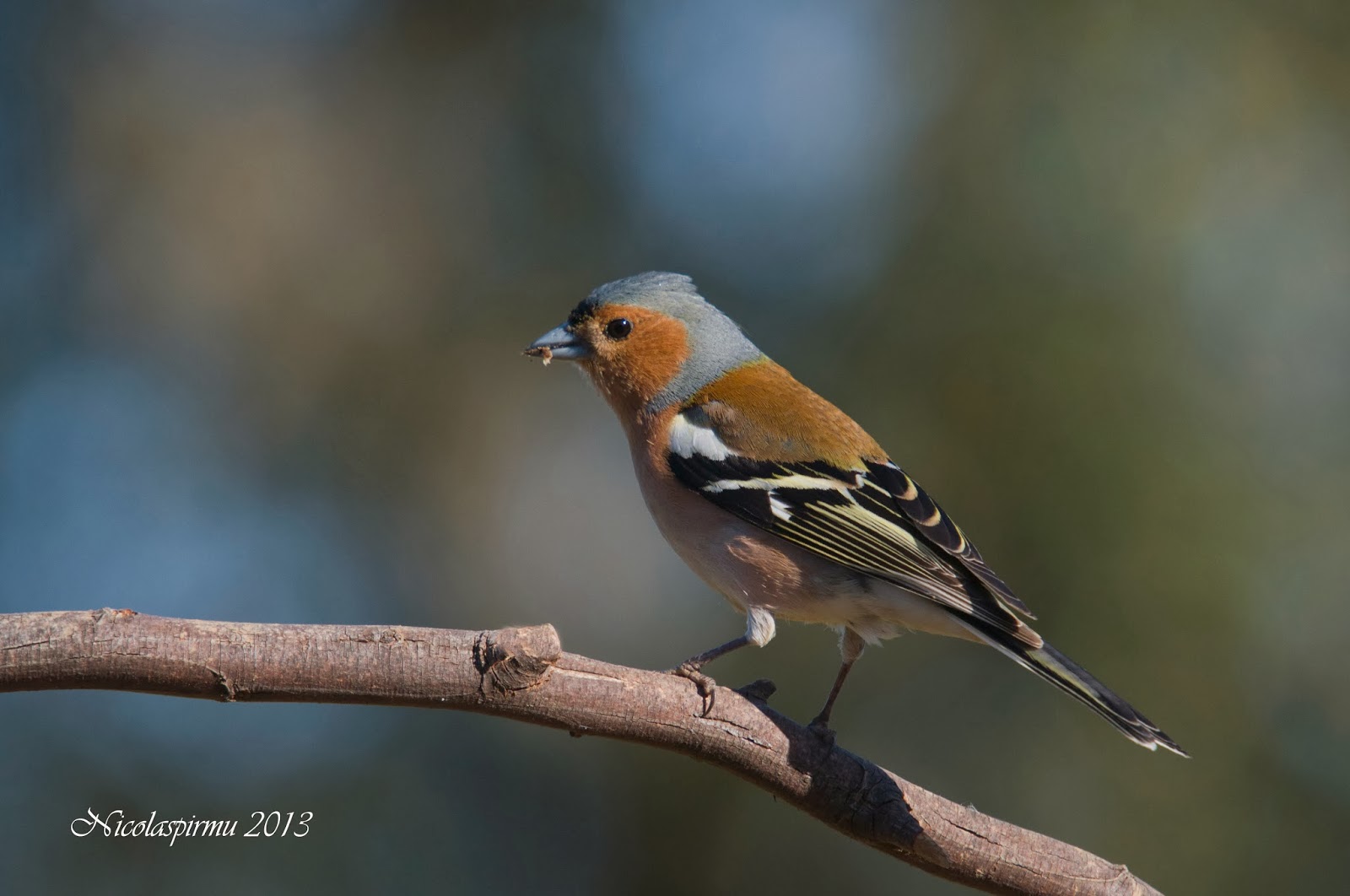 ALADOS_EXTREMADURA_NATURAL: PINZÓN COMÚN O VULGAR