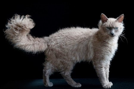 ListasDe10.com: Las Razas mas Feas de Gatos